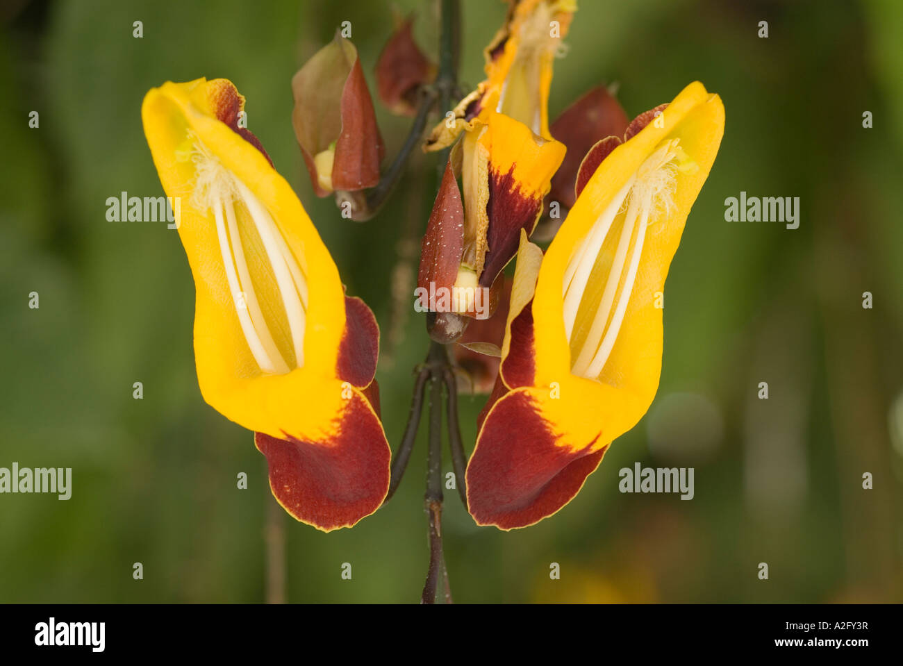Orchids shape hi-res stock photography and images - Alamy