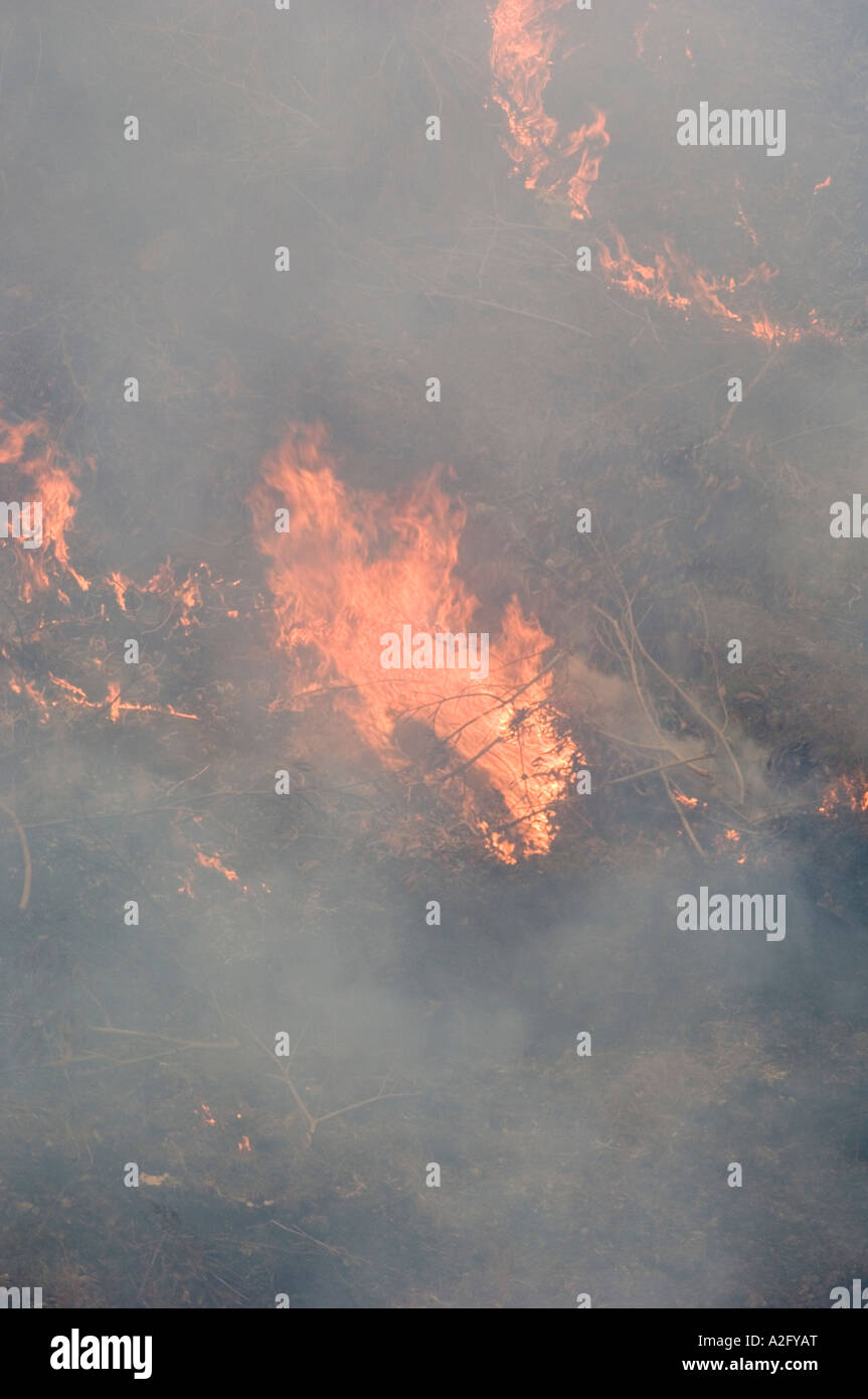 jungle in fire Stock Photo - Alamy