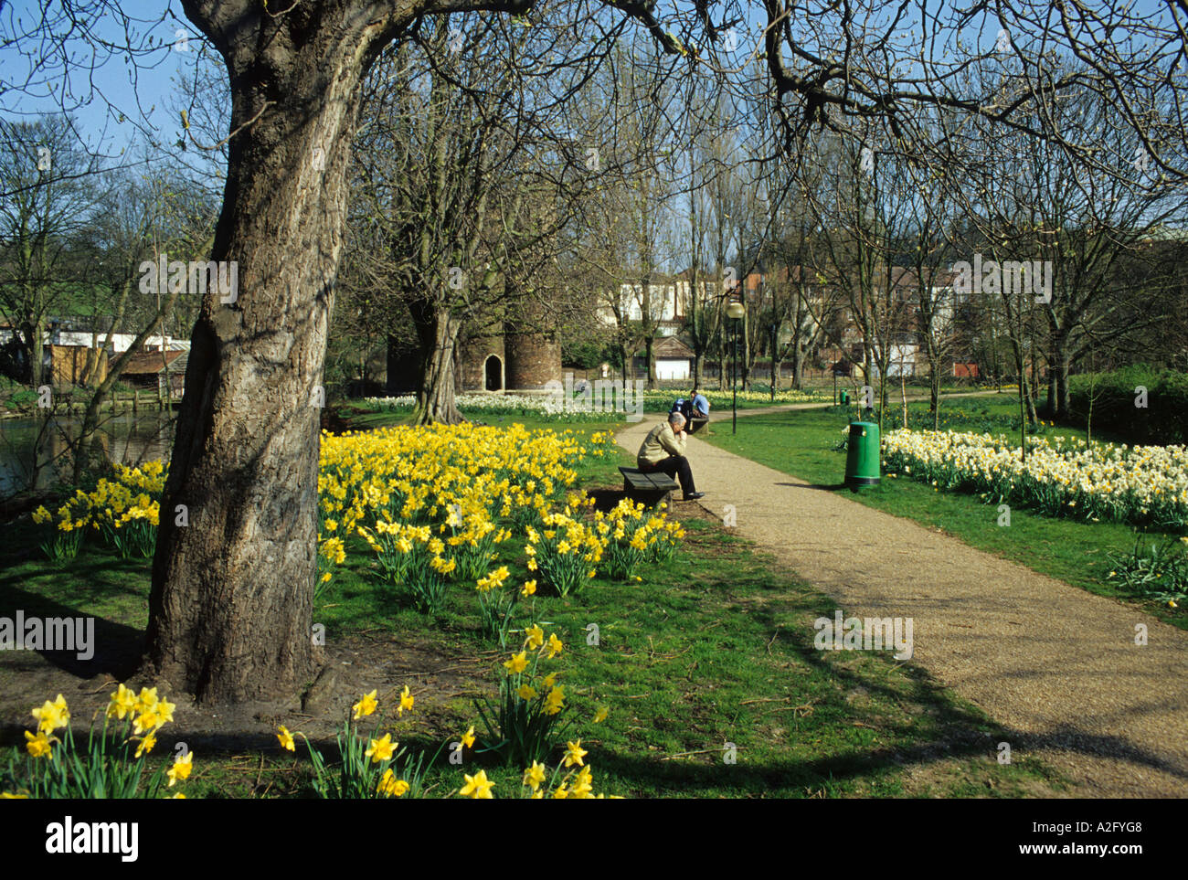 Daffodils by Riverside Walk Norwich in Spring Stock Photo - Alamy