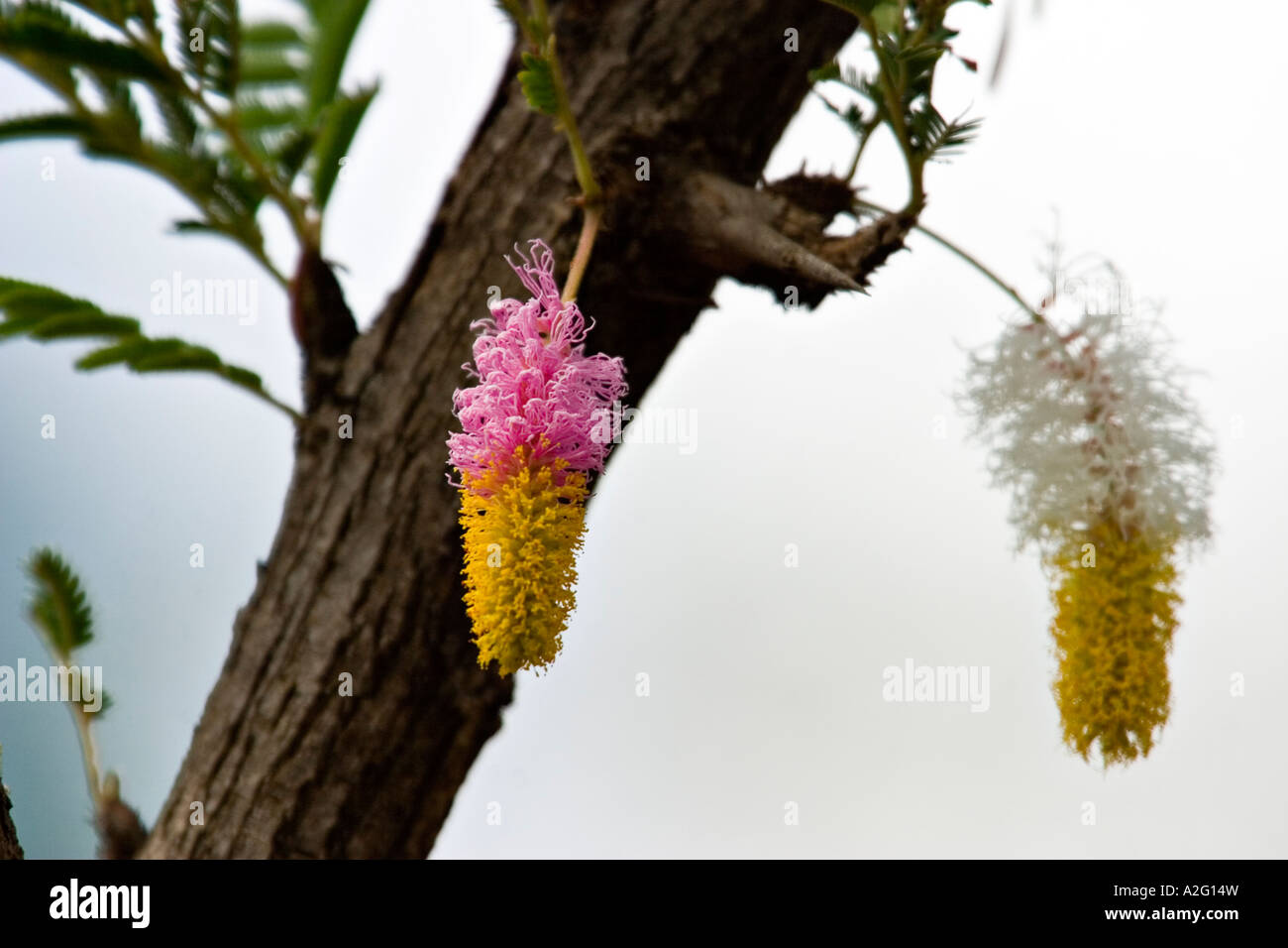 Sickle Bush (Dichrostachys cinerea), Africa Stock Photo - Alamy