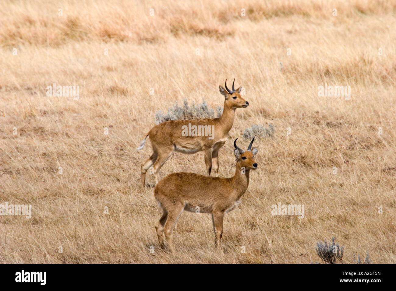 Bale Bohor Reedbuck (Redunca redunca), Bale Mountains National Park ...