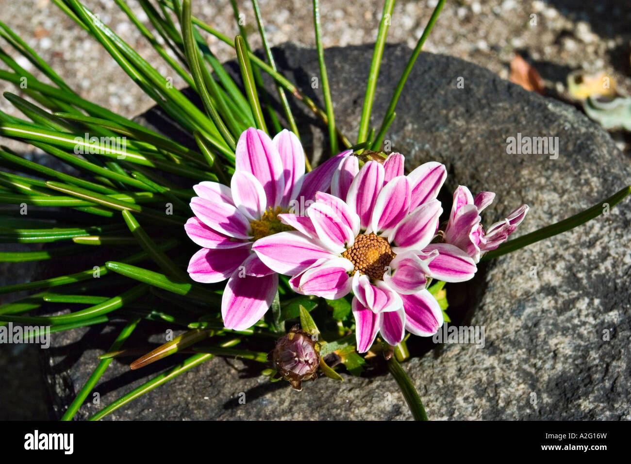 Flower at Gangoji Temple, Nara, Japan, Asia Stock Photo - Alamy