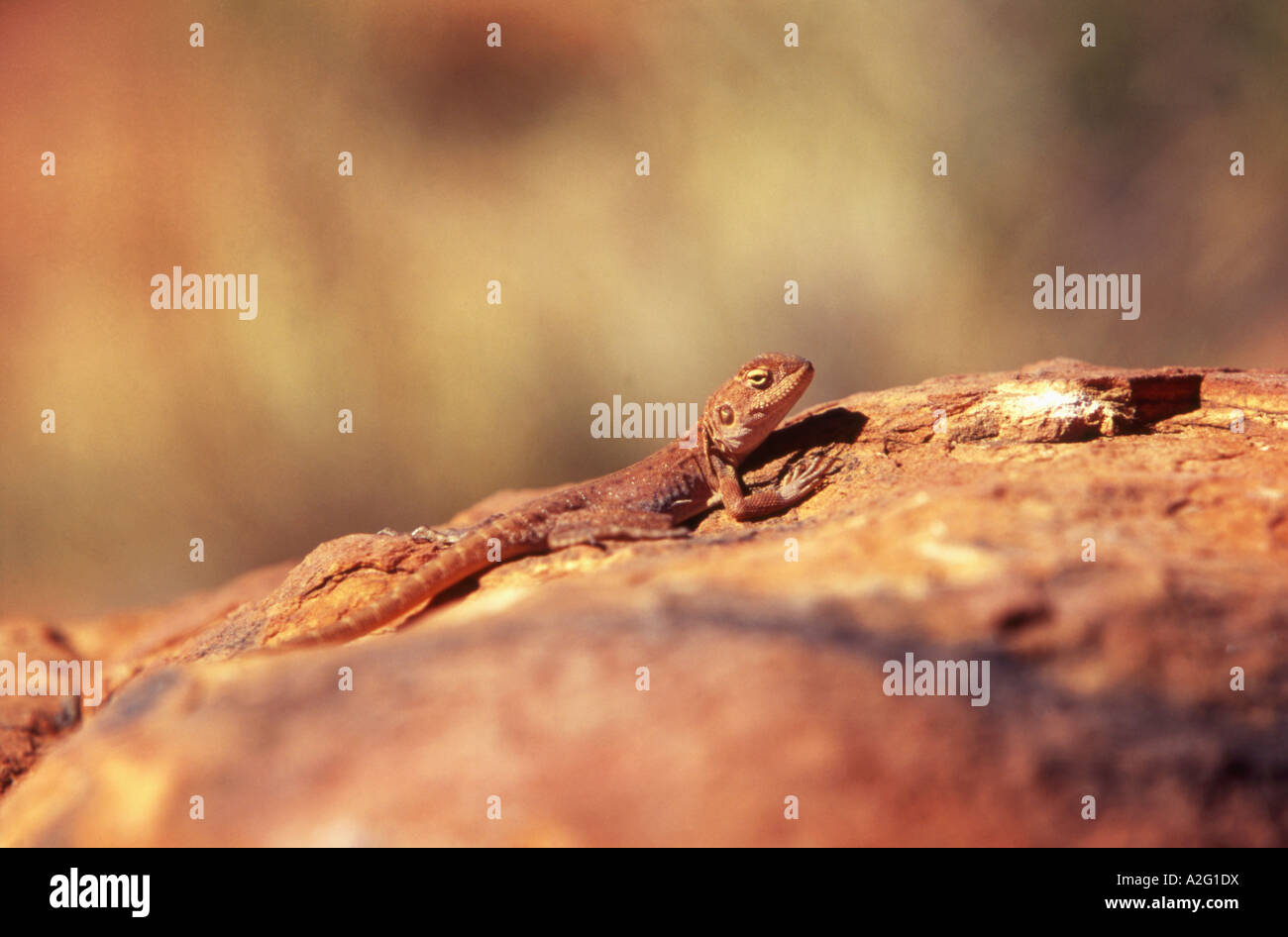 Ring Tailed Dragon Ctenophorus caudicinctus slateri at Kings Canyon ...