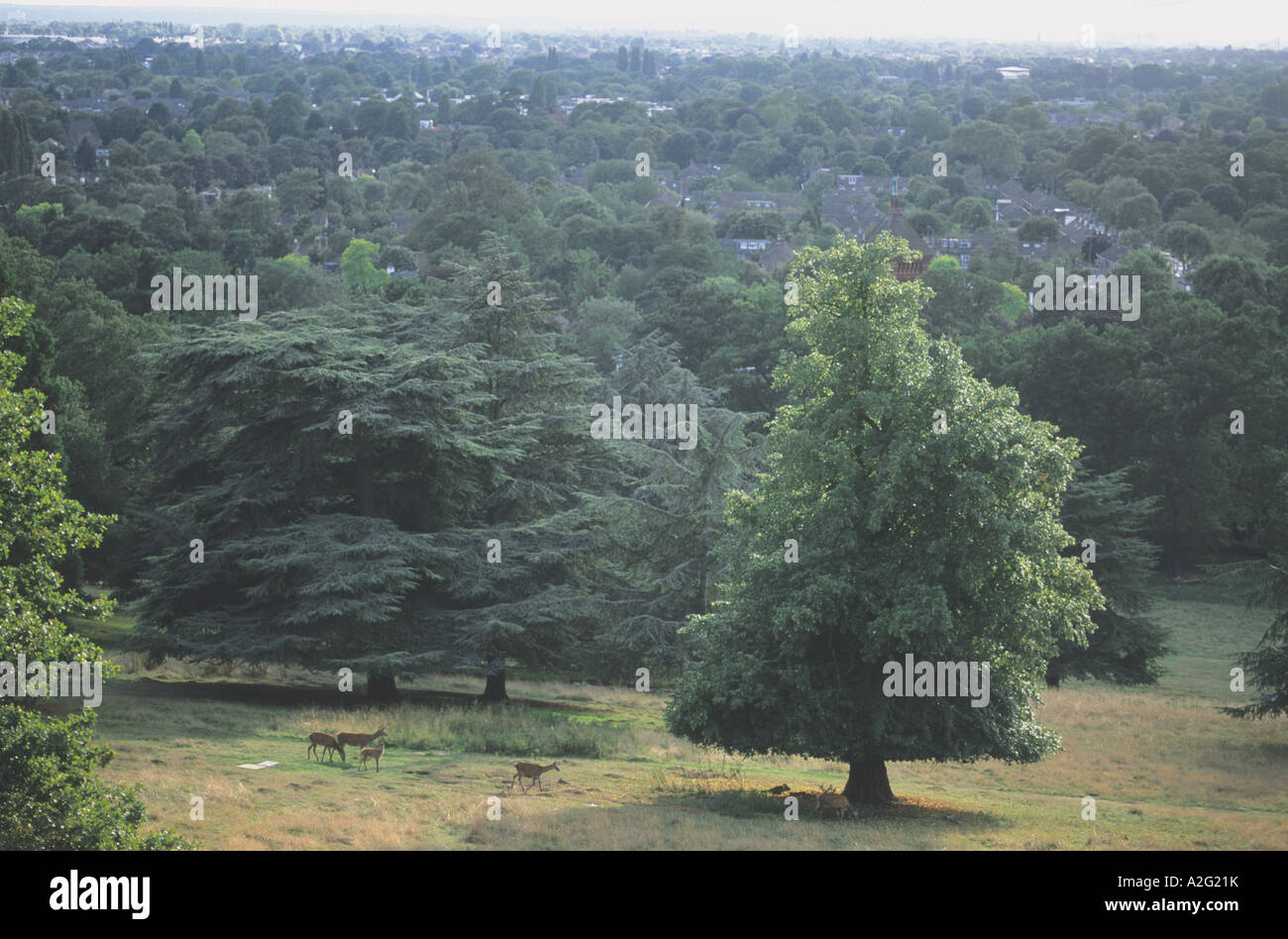 View looking west over Richmond Park (with deer) towards Heathrow ...