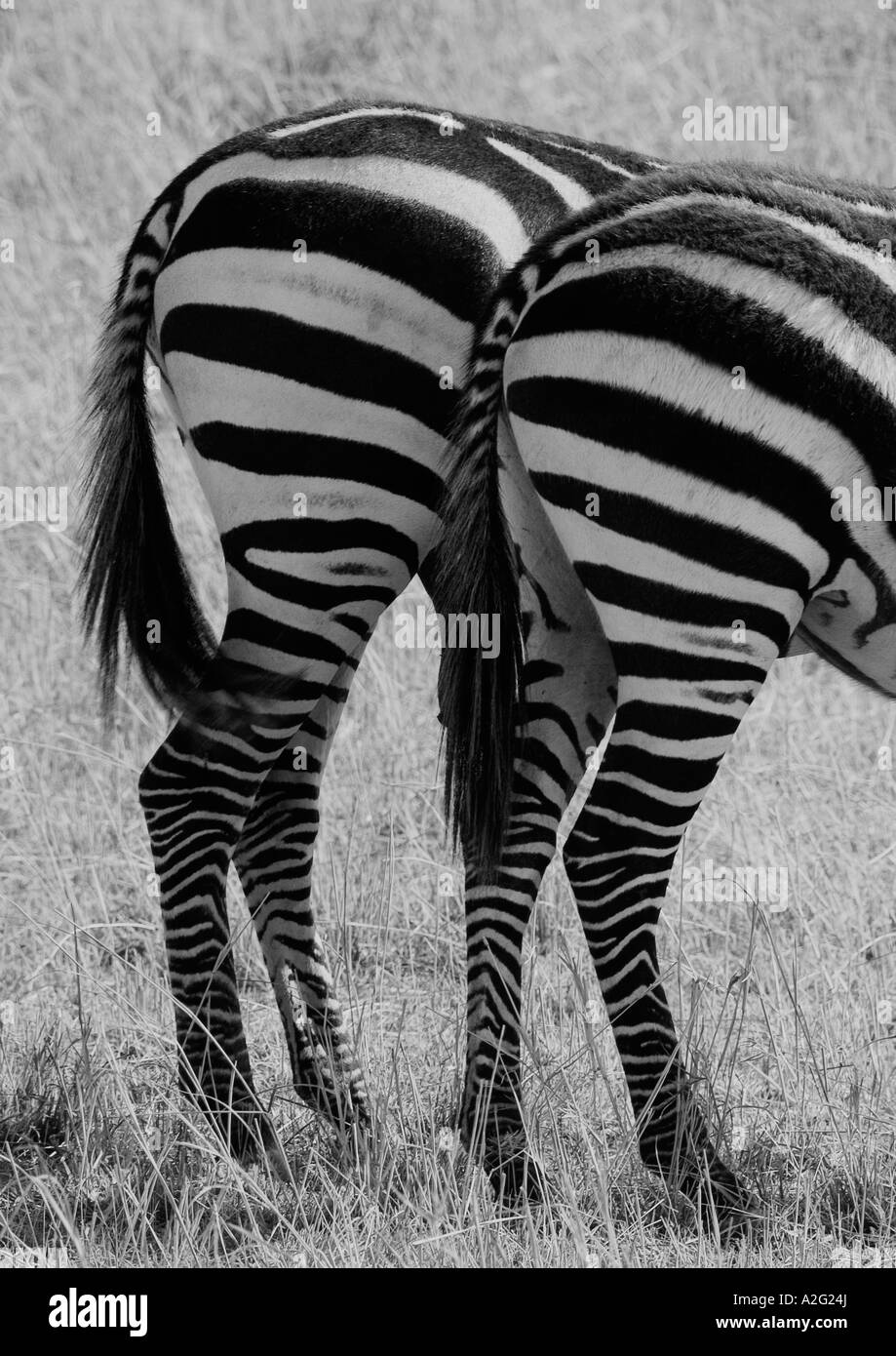 Buttocks High Resolution Stock Photography and Images - Alamy
