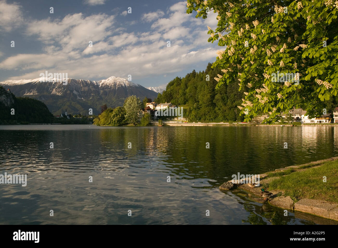 SLOVENIA, GORENJSKA, Bled: Lake Bled View from Mlino Village Stock ...