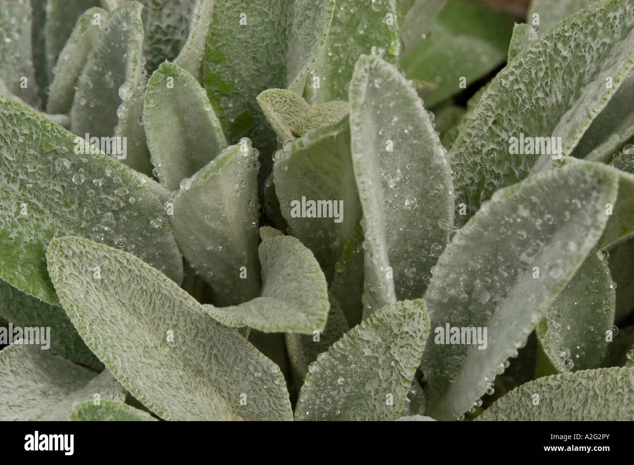 plant i.d. pending Stock Photo - Alamy