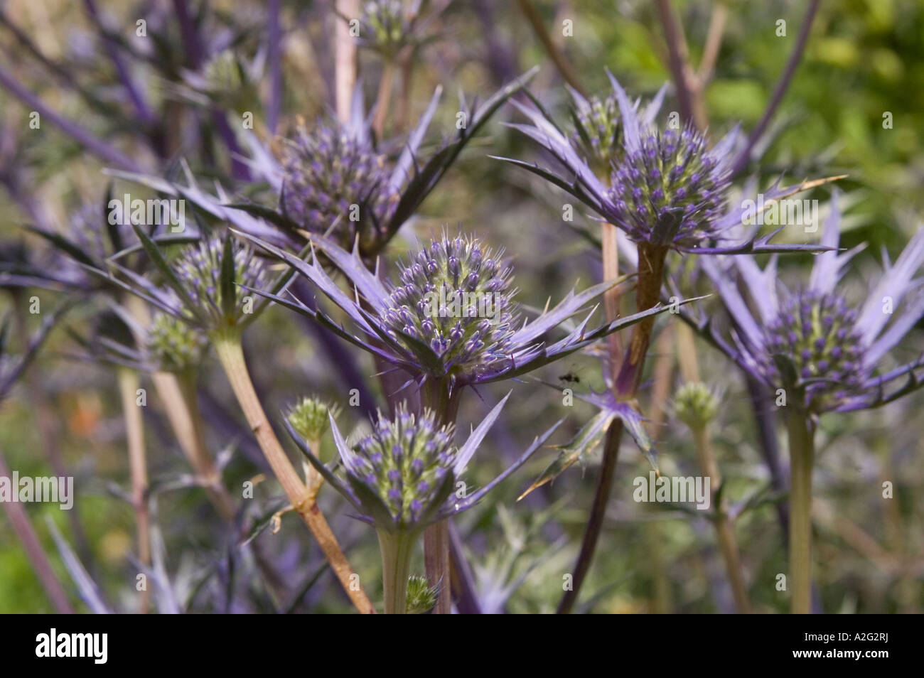 Pending flowers hi-res stock photography and images - Alamy
