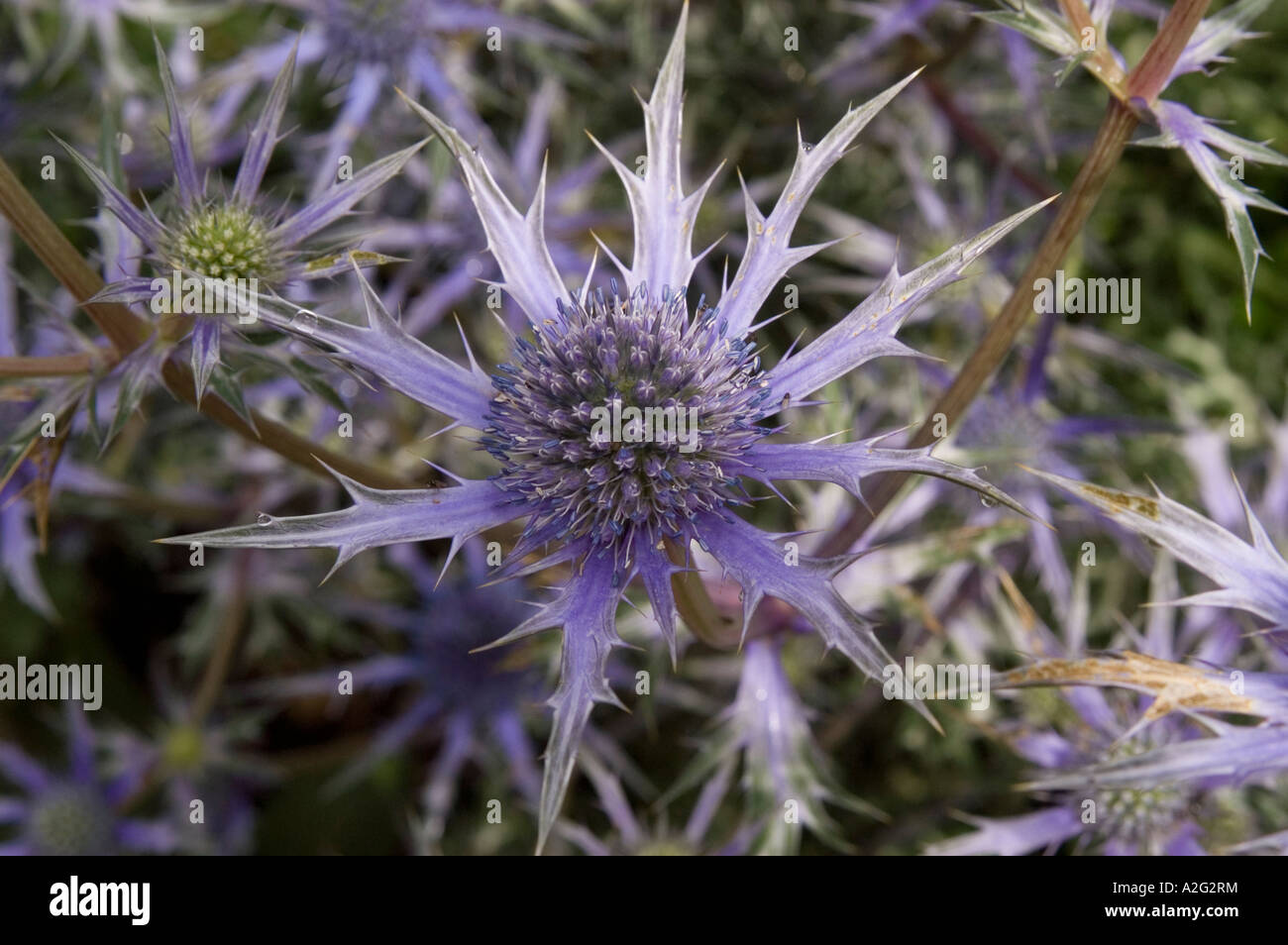 plant i.d. pending Stock Photo - Alamy