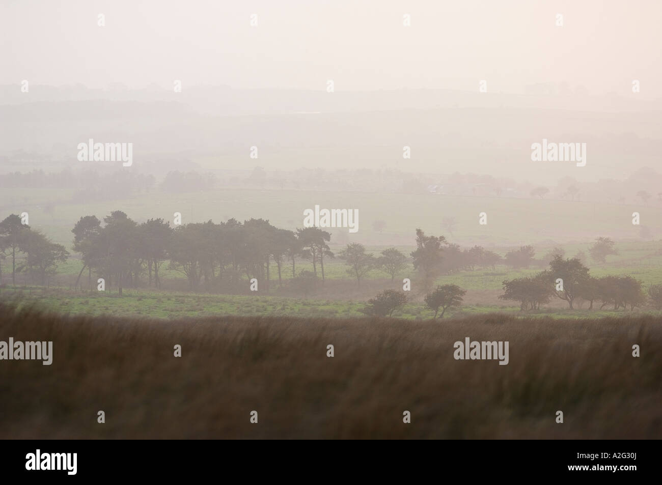 Trees seen through heavy mist Stock Photo - Alamy