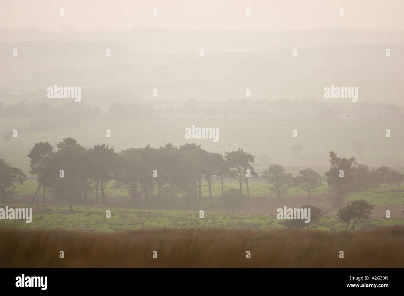 Trees seen through heavy mist Stock Photo - Alamy