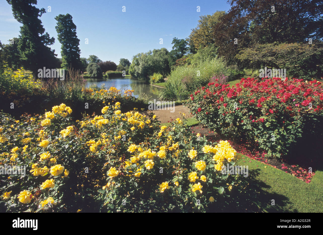 London rose garden hi-res stock photography and images - Alamy