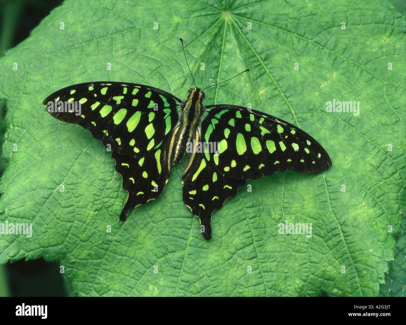 Graphium agamemnon tailed jay or green-spotted triangle butterfly India ...