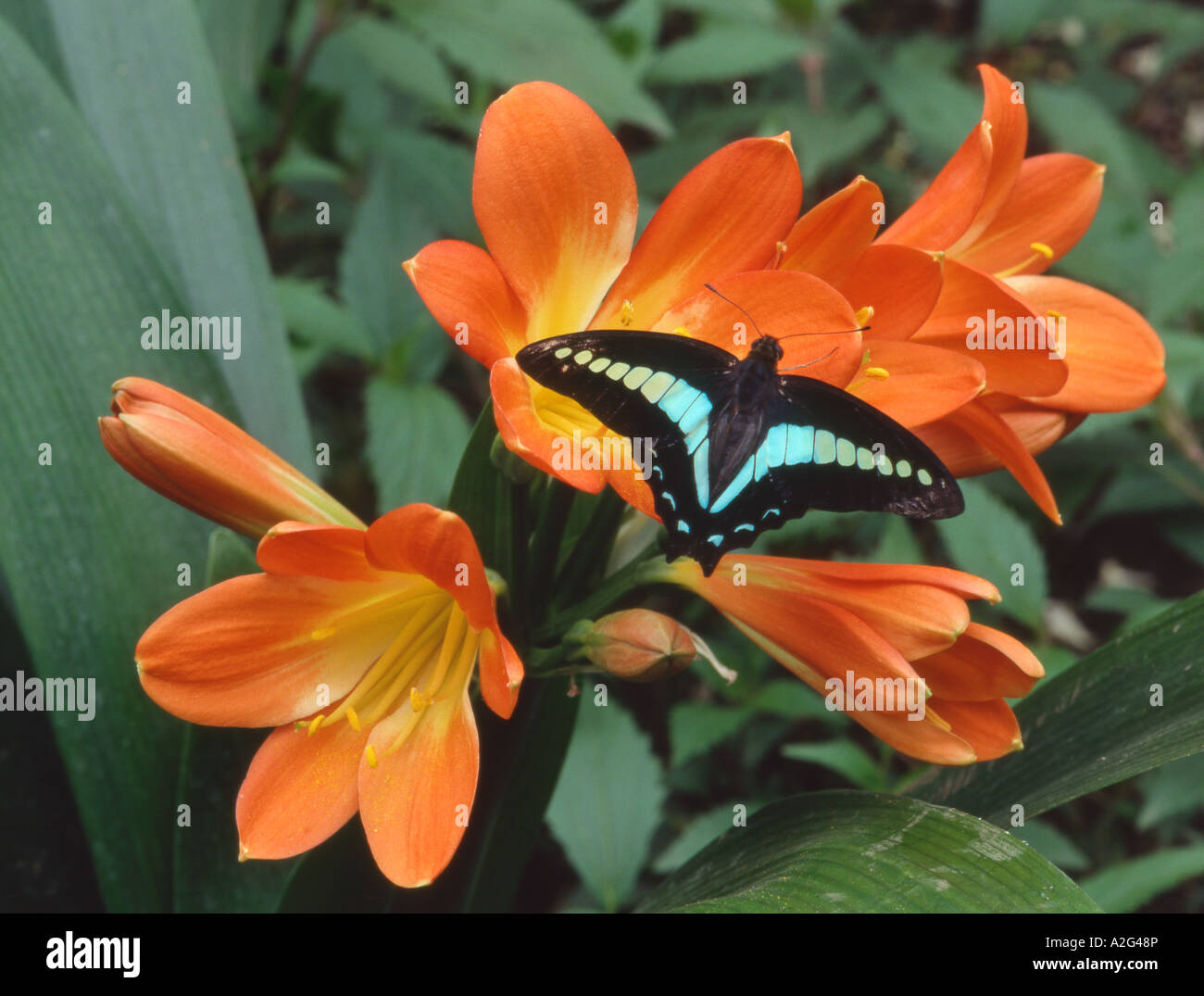 Blue triangle or common bluebottle butterfly Graphium sarpedon Stock ...