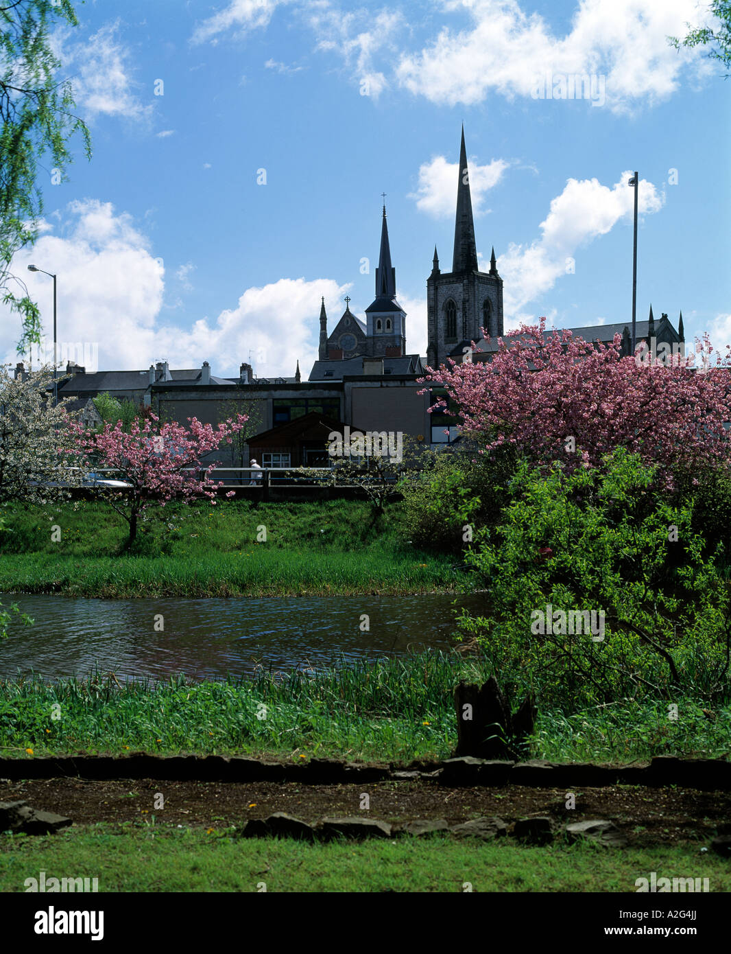spring flowering cherry tree and church steeples in the background in ...