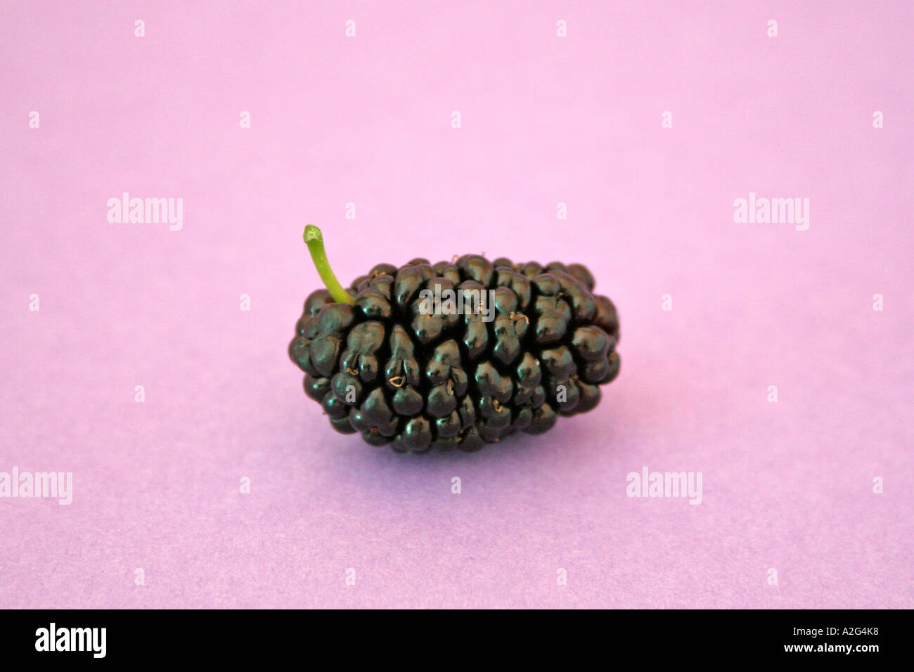 Black mullberry hi-res stock photography and images - Alamy