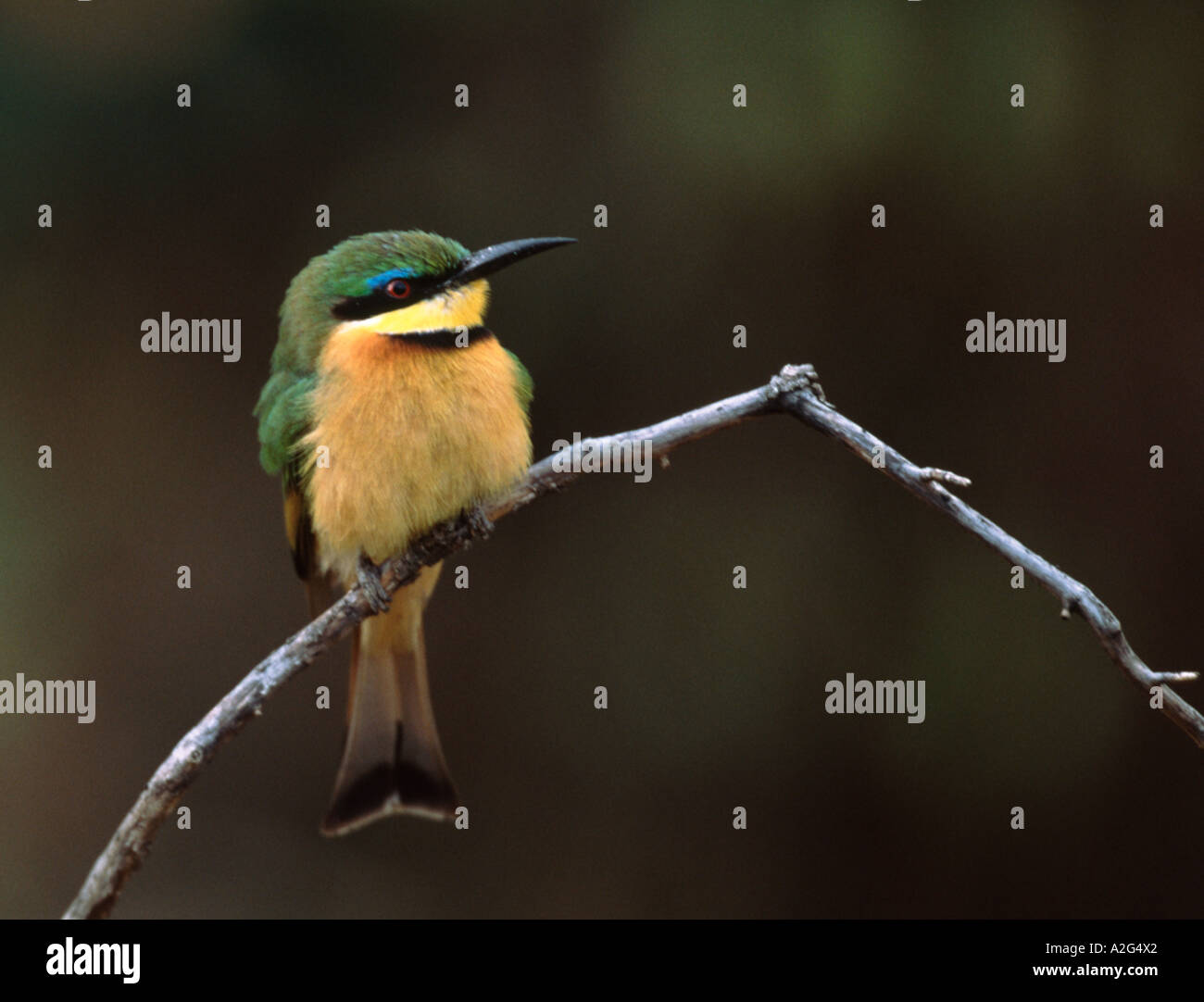 Africa, Kenya, Little Bee Eater (Merops pusillus) of East Africa Stock ...