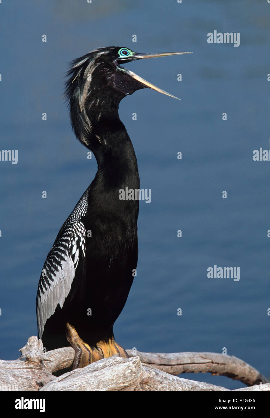 Male Anhinga (Anhinga anhinga) in breeding plumage Stock Photo - Alamy