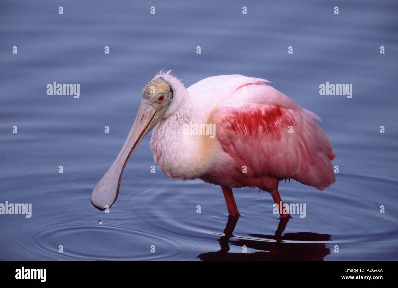 Roseate Spoonbill (Ajaia ajaja Stock Photo - Alamy
