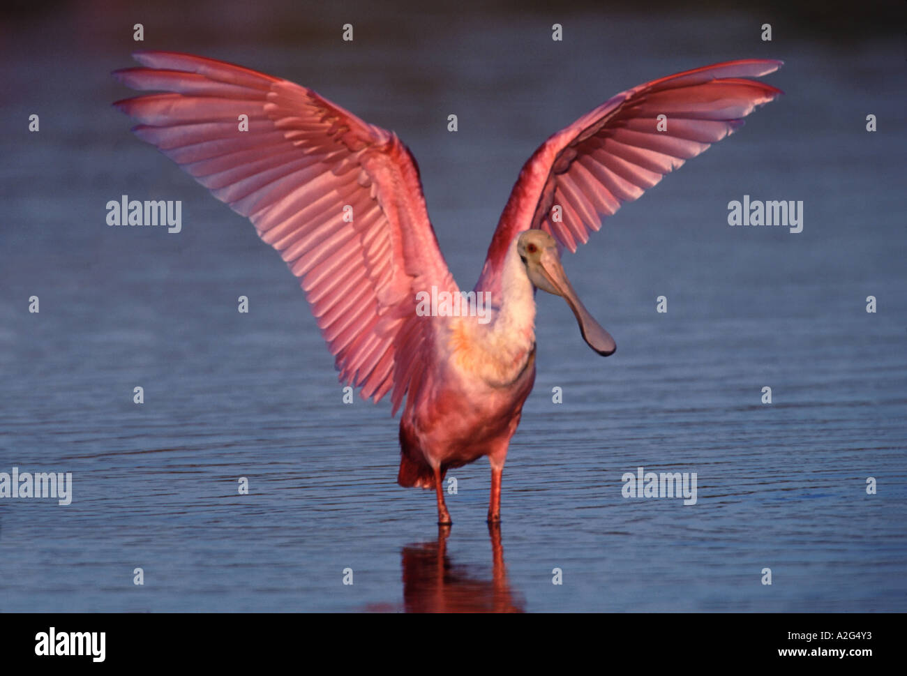 Roseate Spoonbill (Ajaia ajaja) with wings spread Stock Photo - Alamy