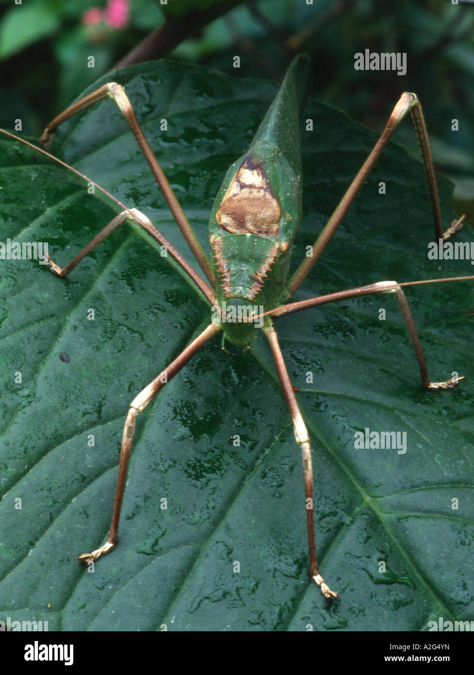 Giant leaf hopper leafhopper Stock Photo - Alamy