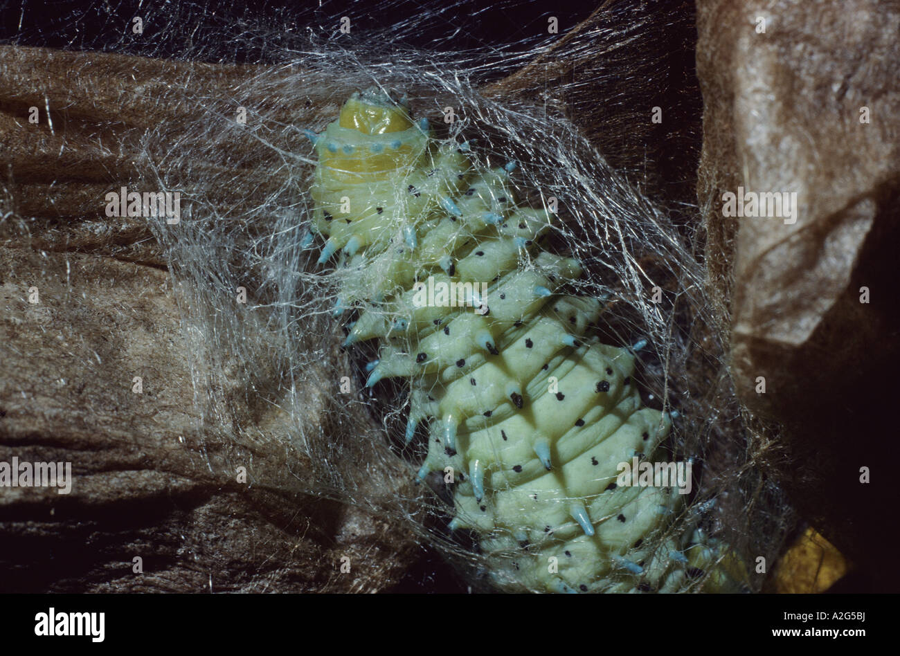Samia cynthia ailanthus silk moth caterpillar spinning Stock Photo - Alamy