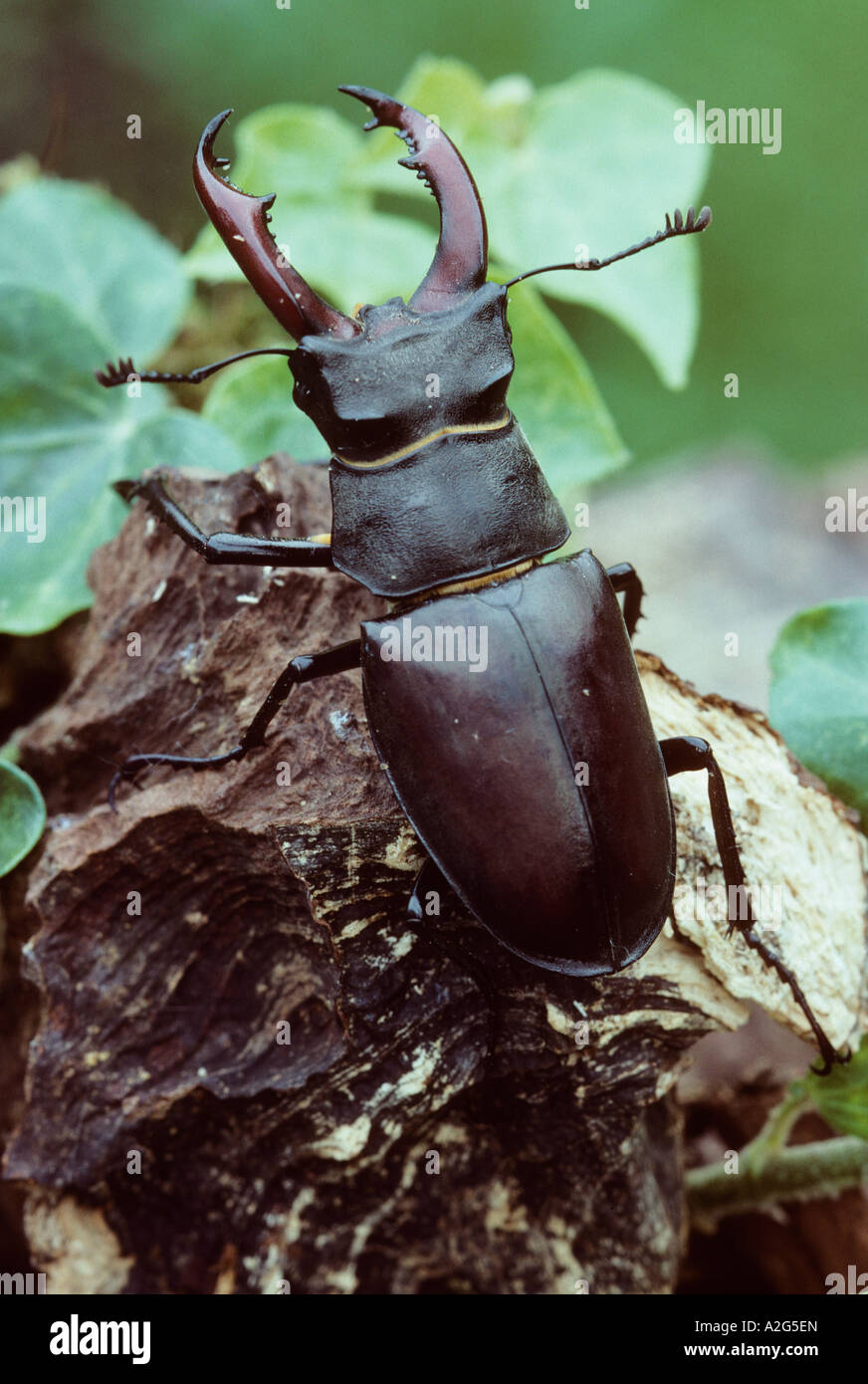 Stag beetle UK Stock Photo - Alamy