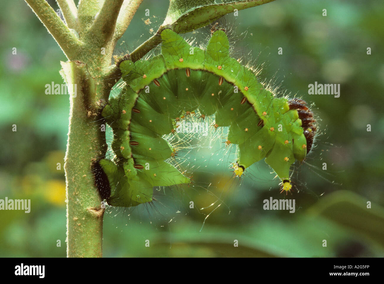Indian Moon Moth High Resolution Stock Photography and Images - Alamy