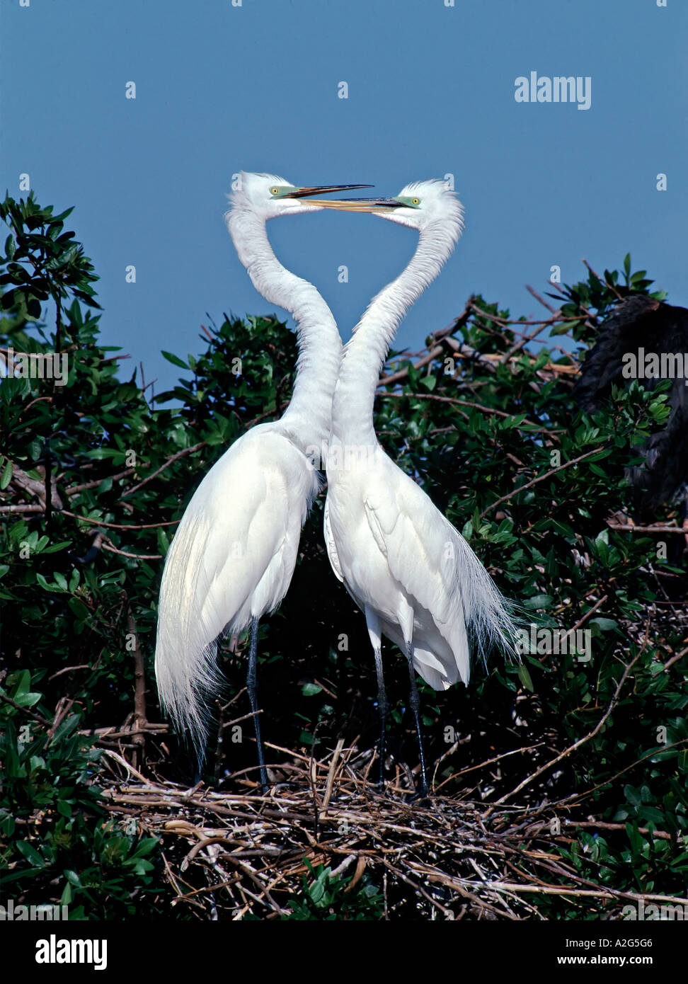 Two Great Egrets (Ardea alba) in a courtship ritual on their nest Stock ...