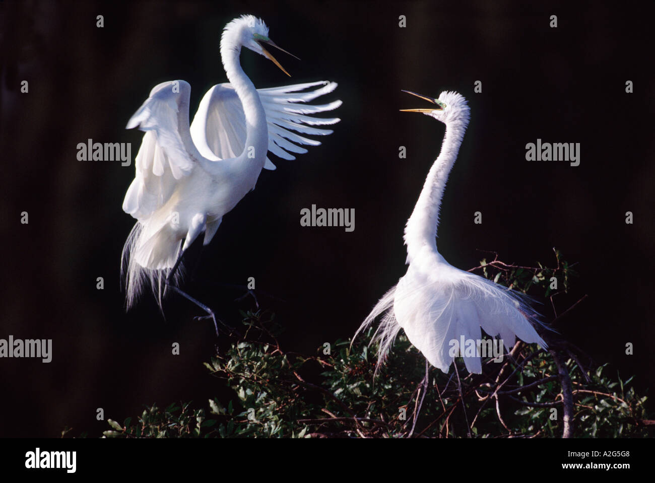 Two Great Egrets (Ardea alba) in a courtship ritual Stock Photo - Alamy