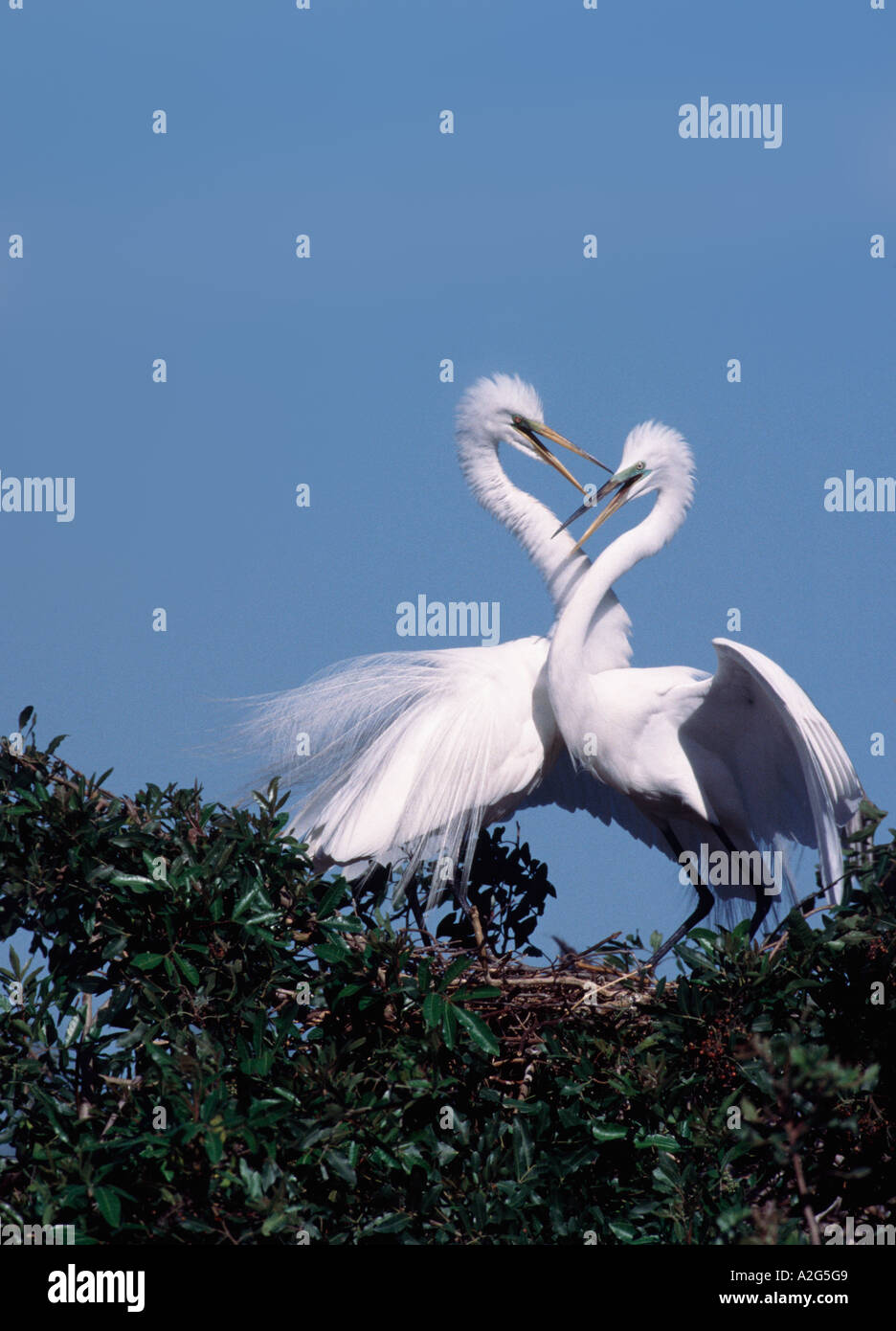Two Great Egrets (Ardea alba) in a courtship ritual Stock Photo - Alamy