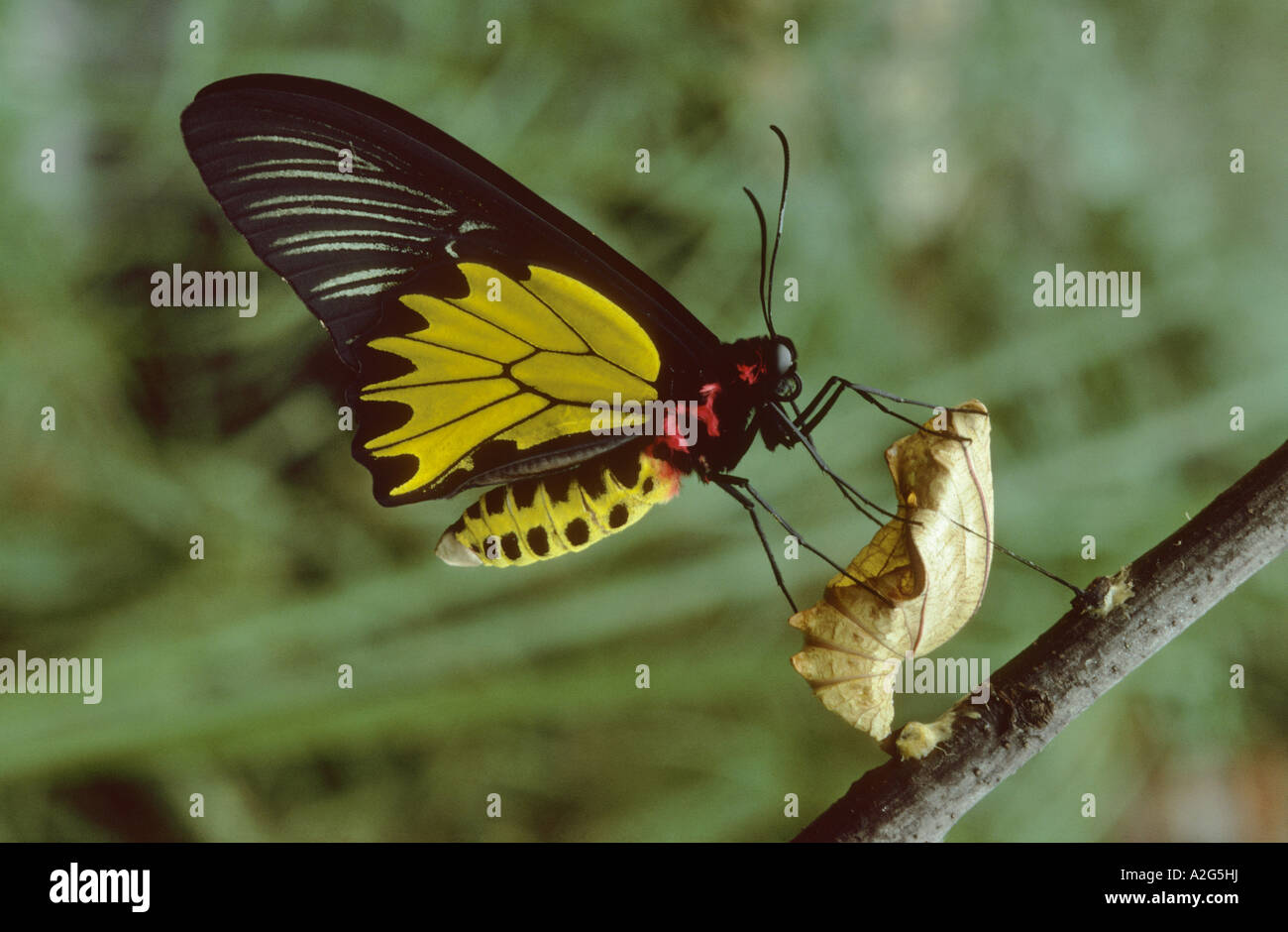 Golden birdwing butterfly hi-res stock photography and images - Alamy