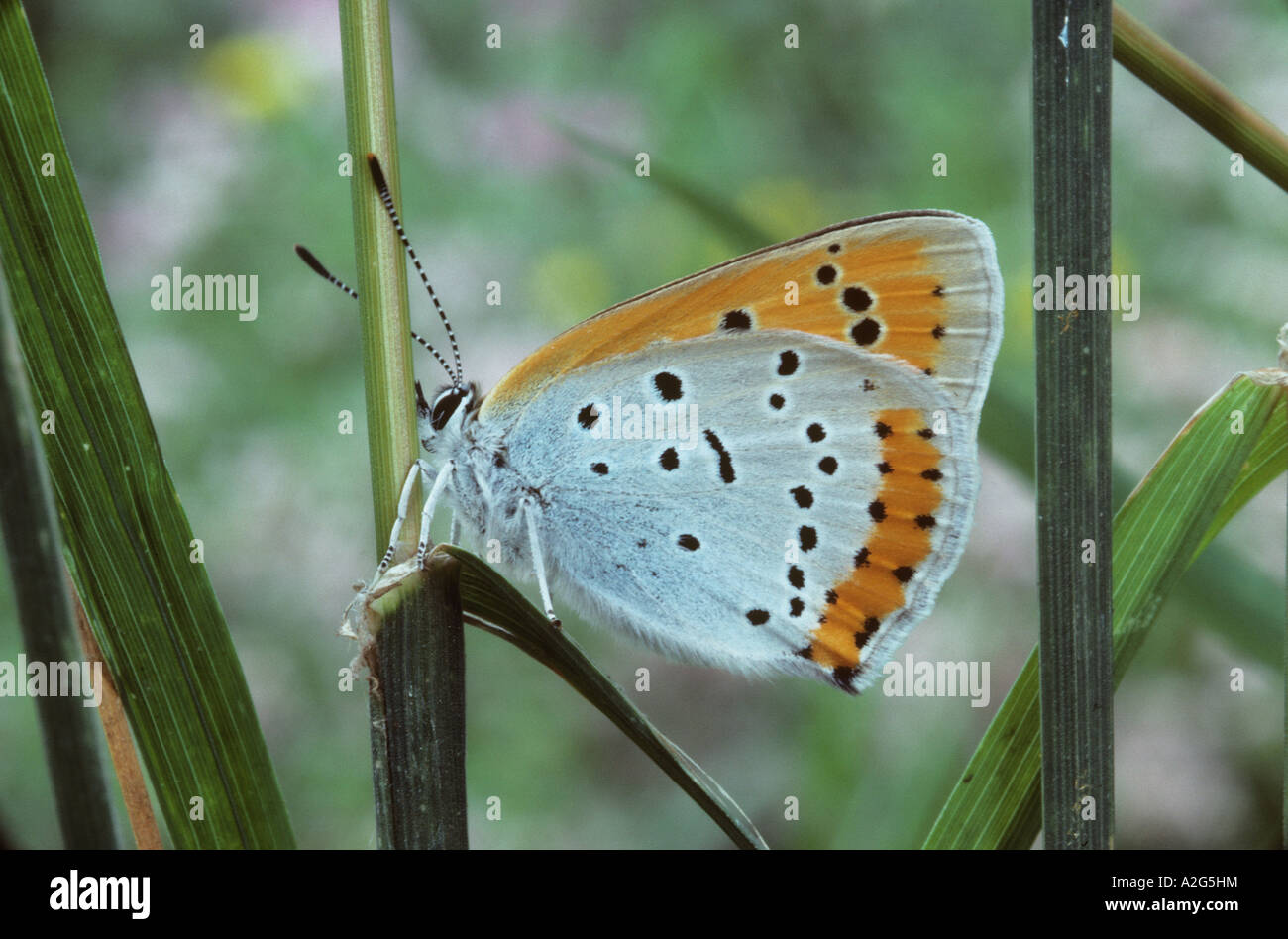 Lycaena dispar large copper butterfly Stock Photo - Alamy