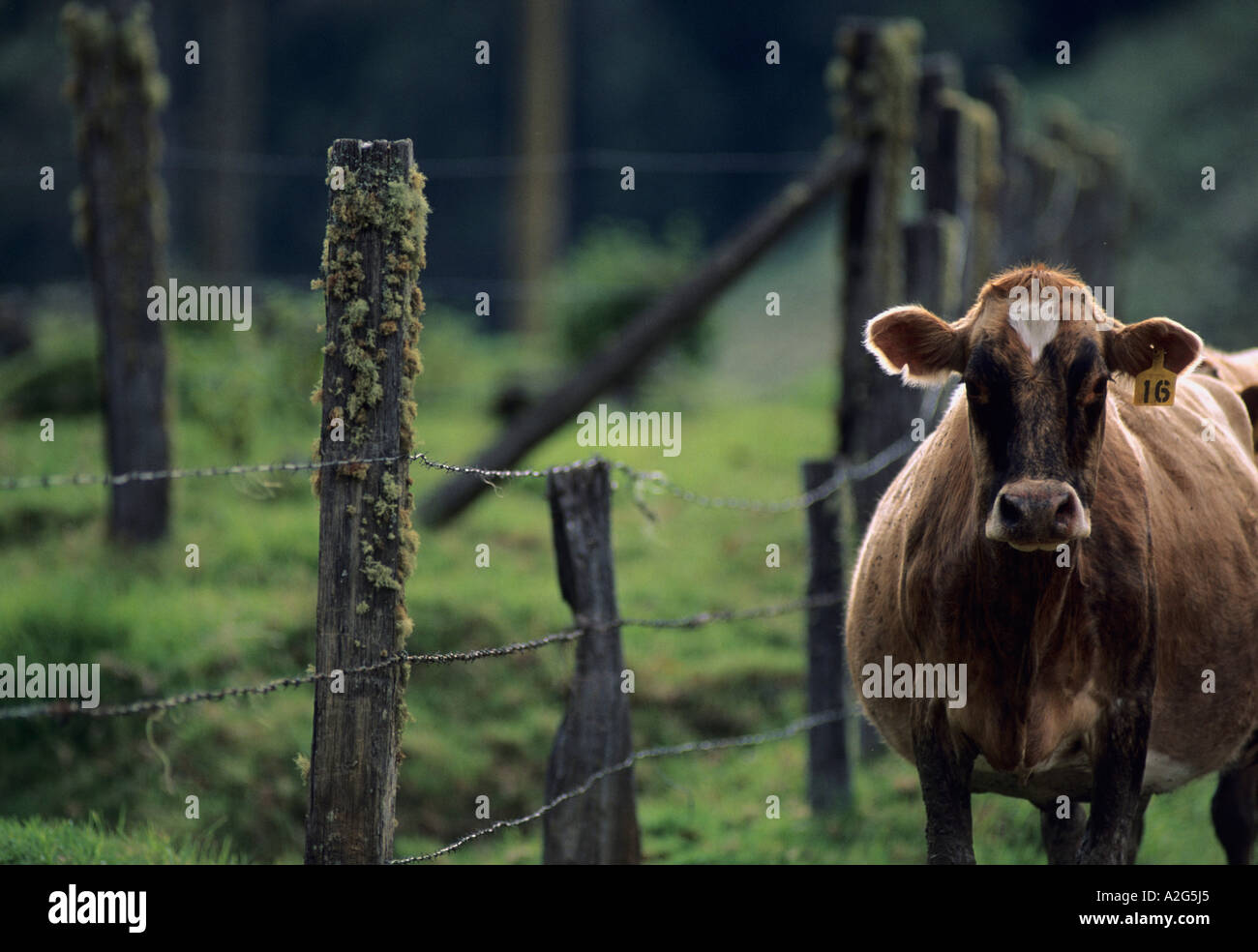 CA, Costa Rica, San Gerardo de Dota. Cows on Dirt Path Stock Photo - Alamy