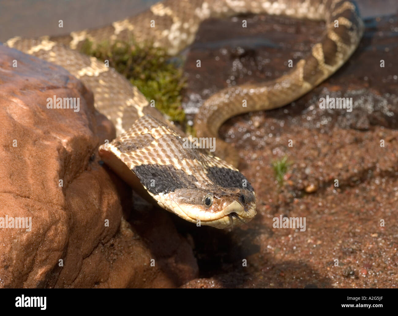 Eastern Hognose snake showing the cobra like flaring of the neck ...