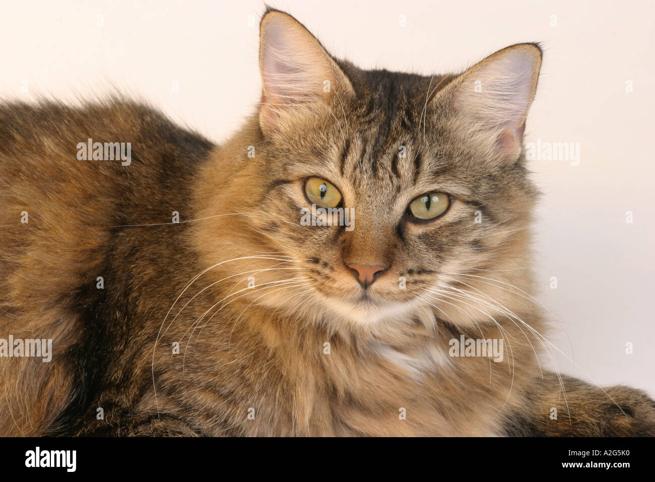 Male Maine Coon Cat. Felis catus Stock Photo - Alamy