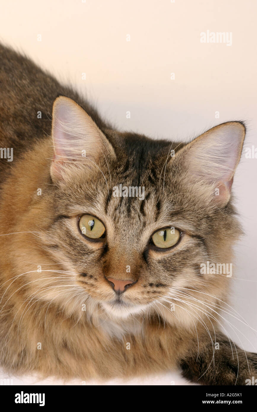 Male Maine Coon Cat. Felis catus Stock Photo - Alamy