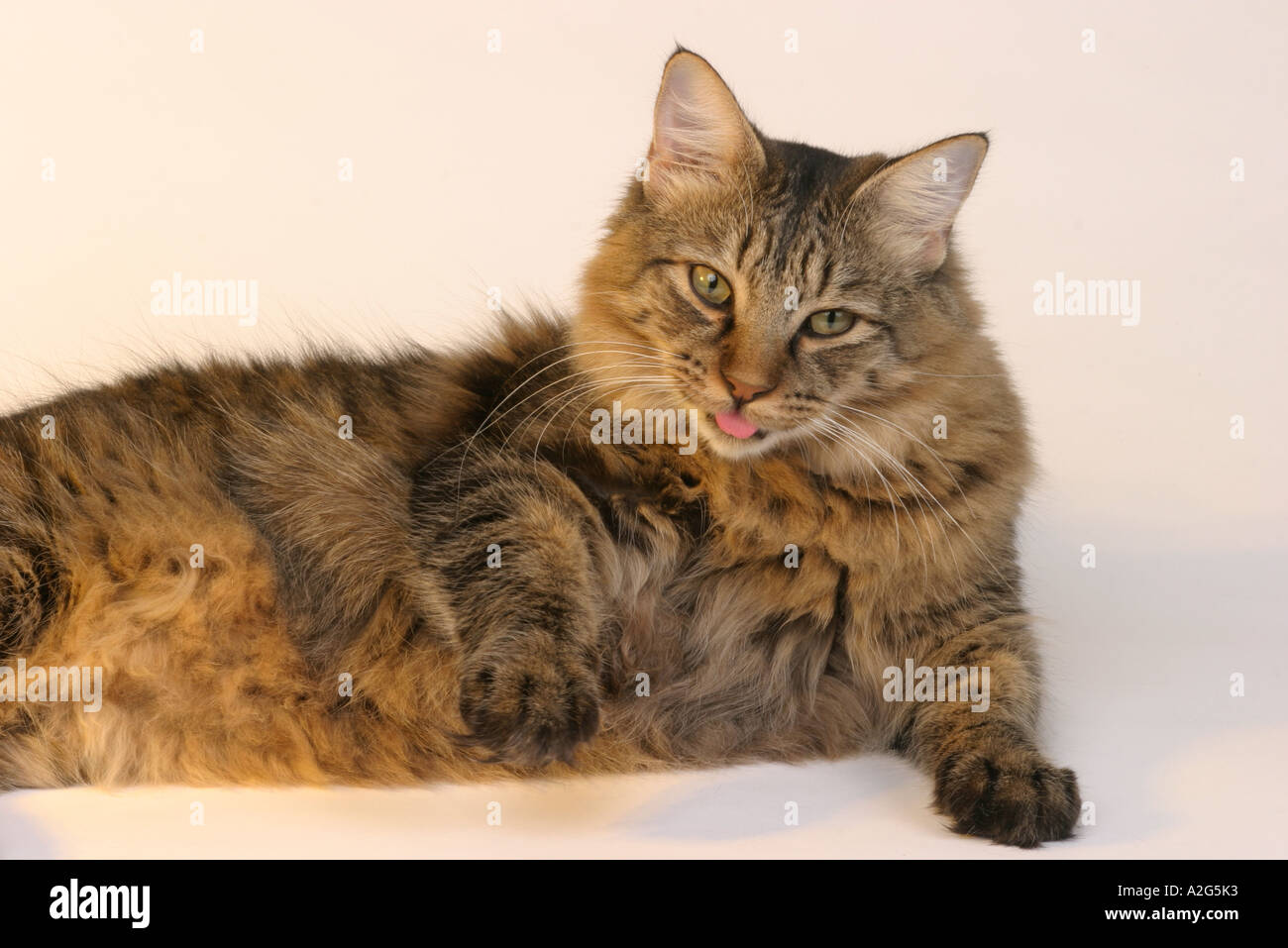 Male Maine Coon Cat grooming. Felis catus Stock Photo - Alamy