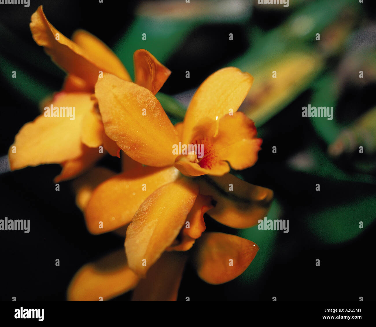 Fiji orchid hi-res stock photography and images - Alamy