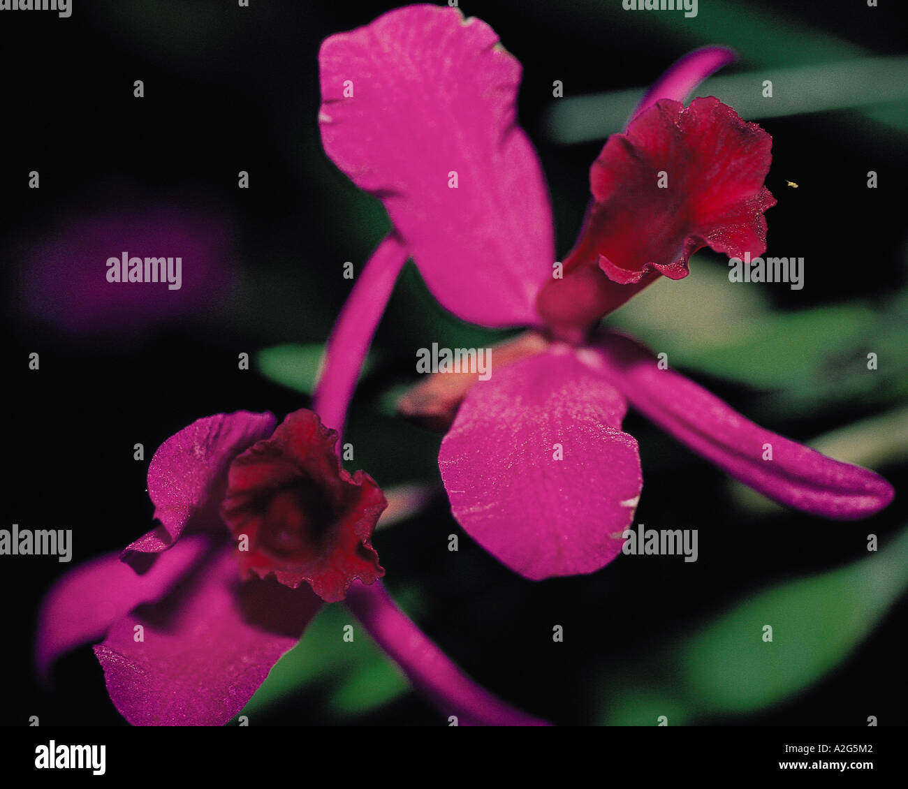 Fiji orchid hi-res stock photography and images - Alamy