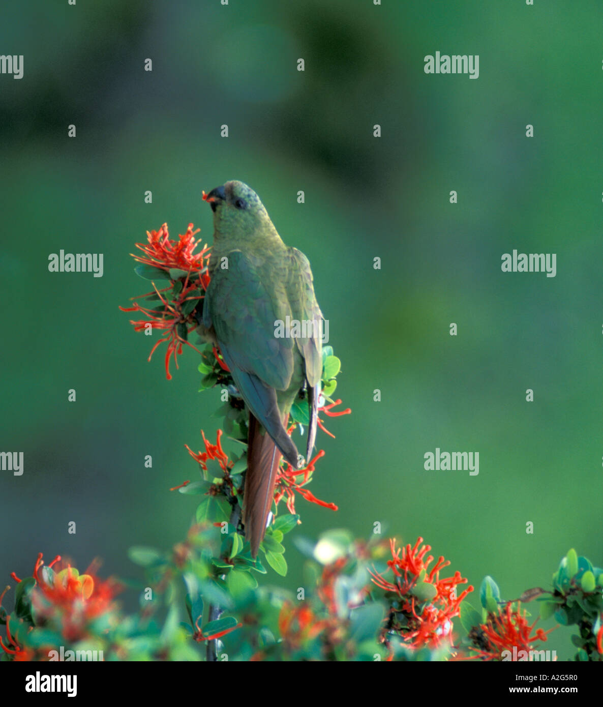 South America, Chile, Patagonia, Magellanes, Austral parakeet ...