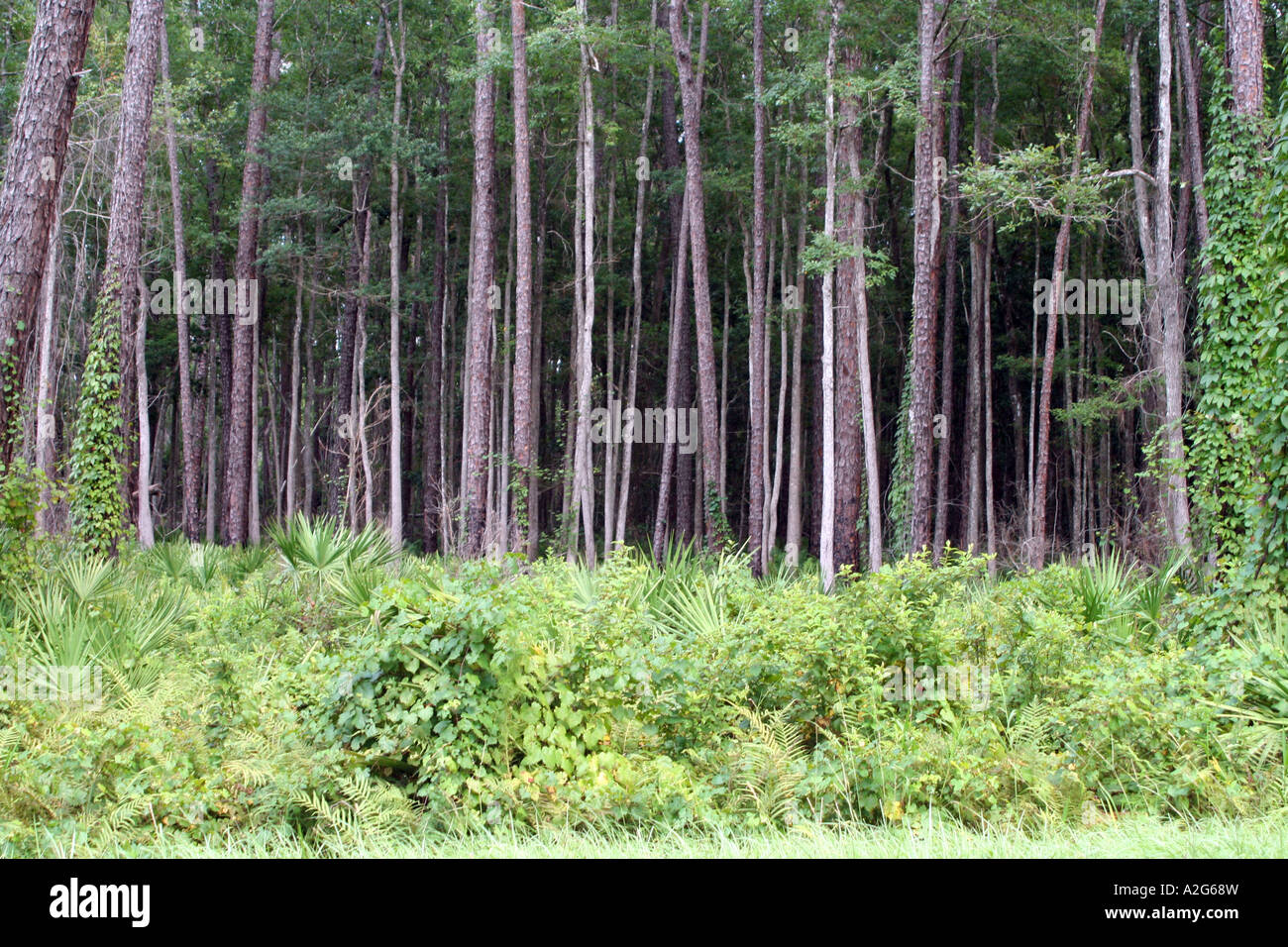 Dense Forest With Green Foliage and Tall Trees in Summertime Stock ...