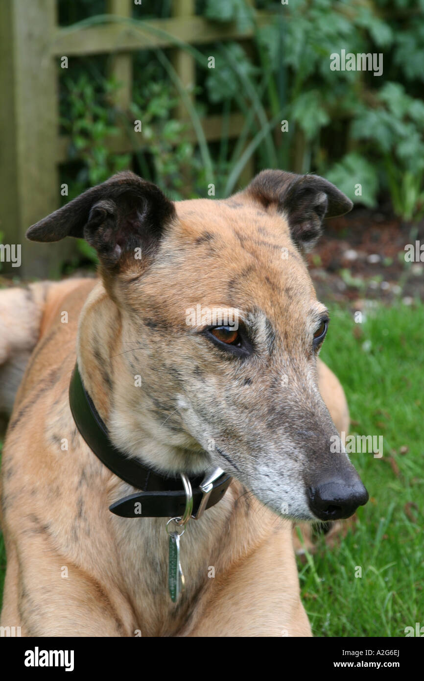 Brindle greyhound hi-res stock photography and images - Alamy