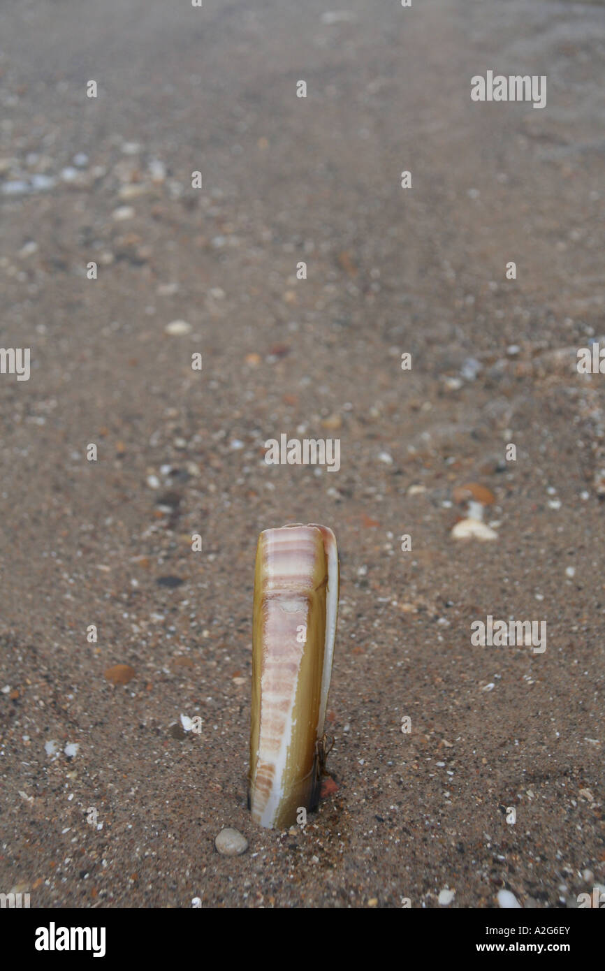 Razorshell on beach Stock Photo - Alamy