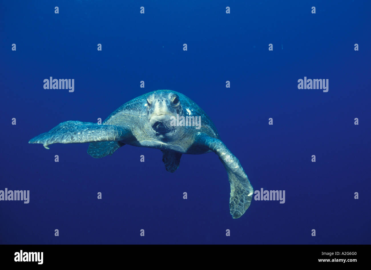 South America, Ecuador, Galapagos Islands, Darwin Island, East Pacific ...