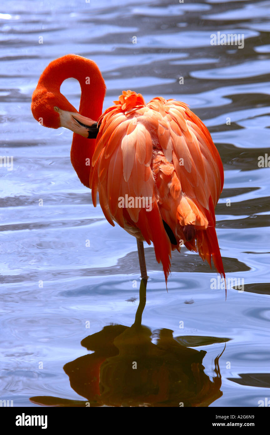 Flamingo on one leg in water Stock Photo - Alamy