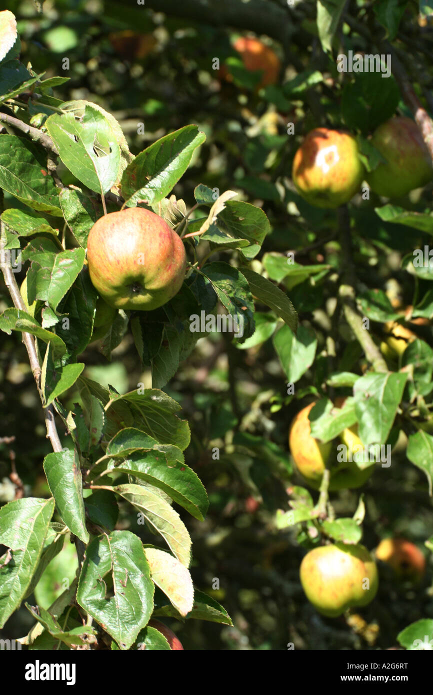 Apples on an autumn tree hi-res stock photography and images - Alamy