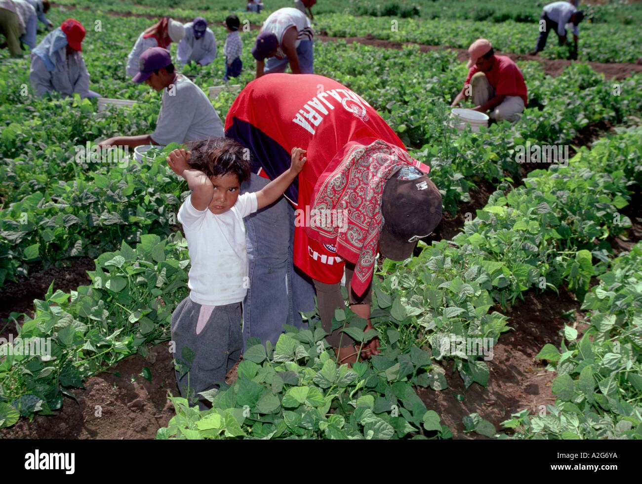 Kid farm mexico hi-res stock photography and images - Alamy