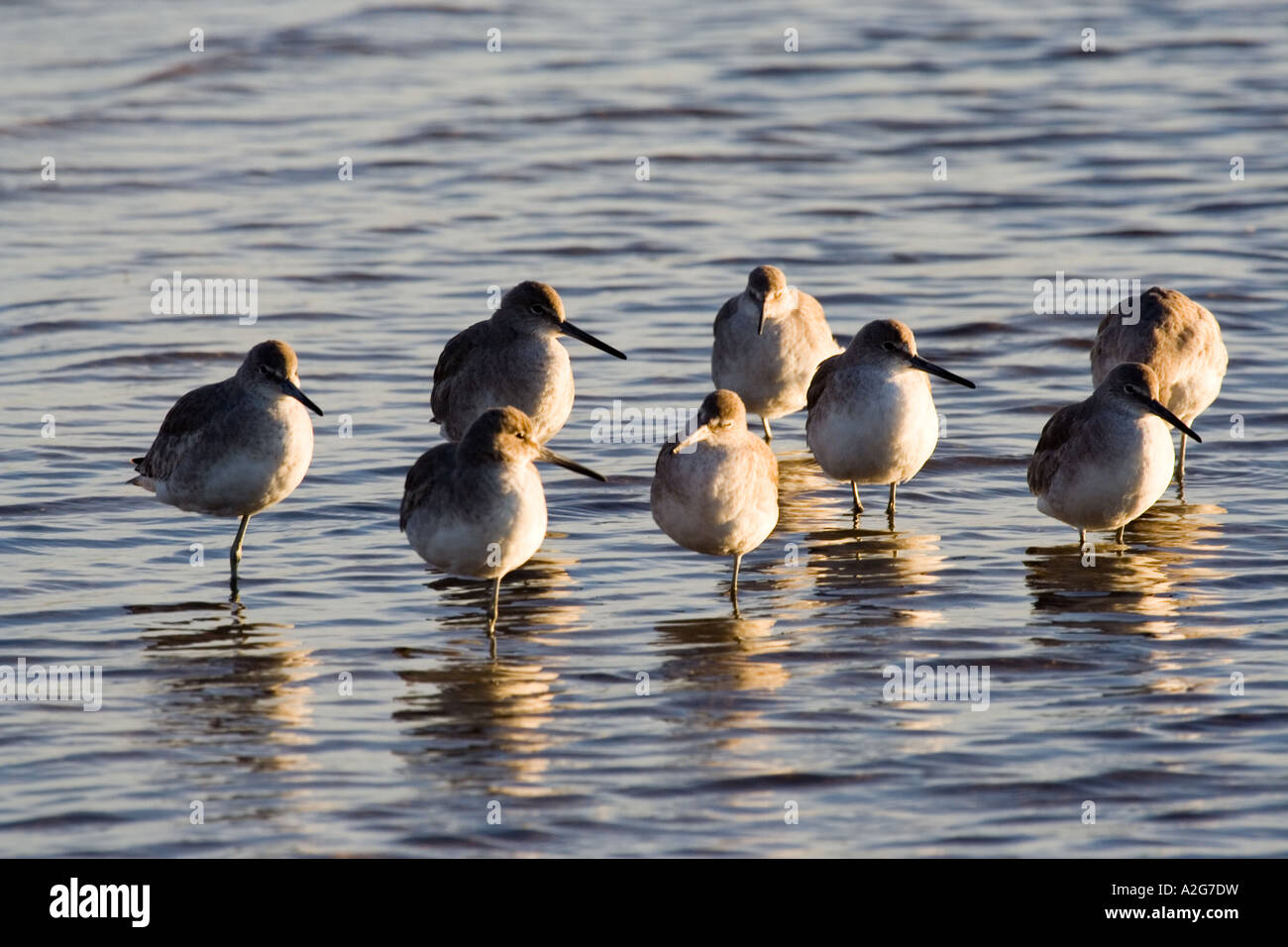 Small group of shore birds Stock Photo - Alamy
