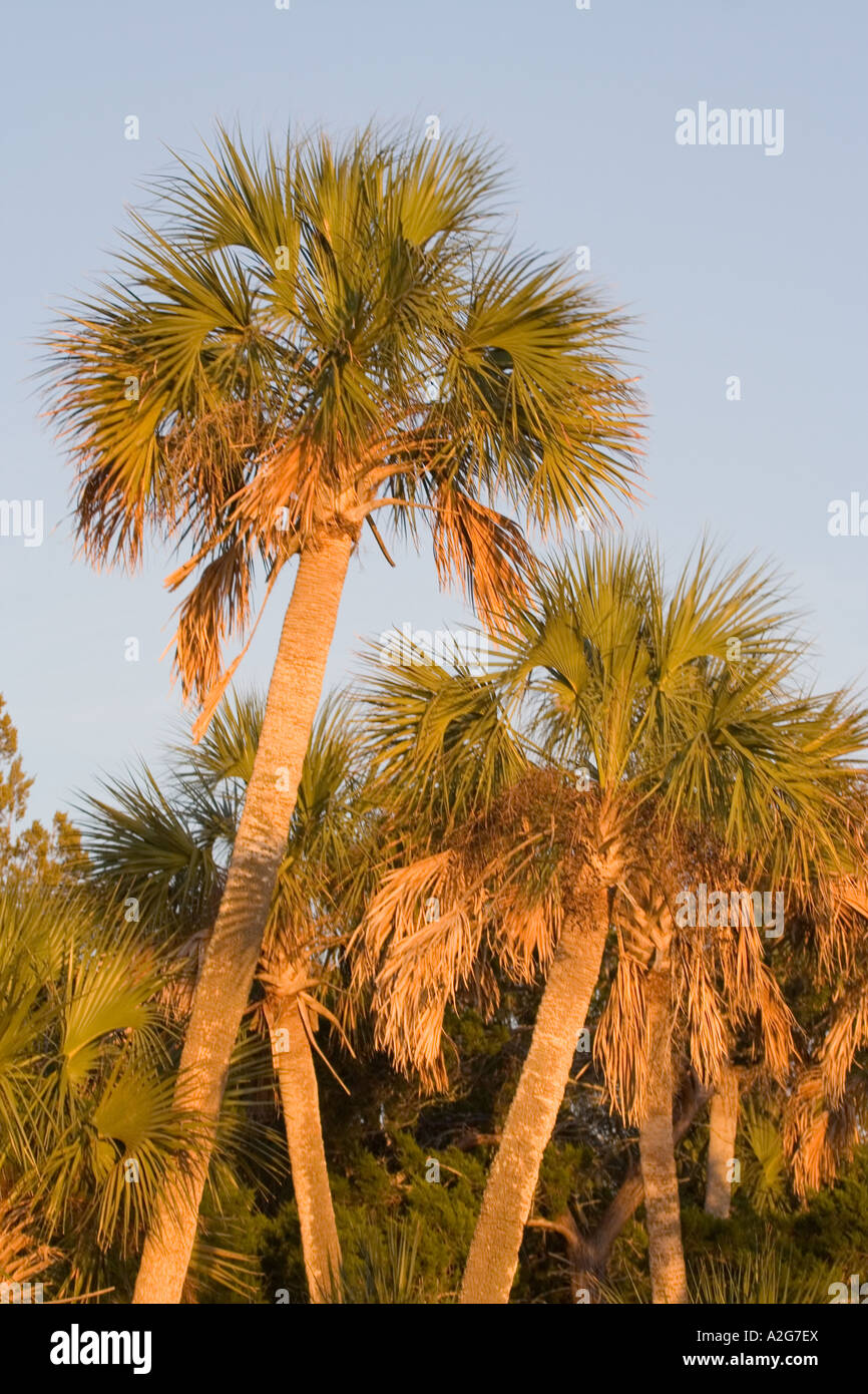 Palms at sunset Stock Photo - Alamy